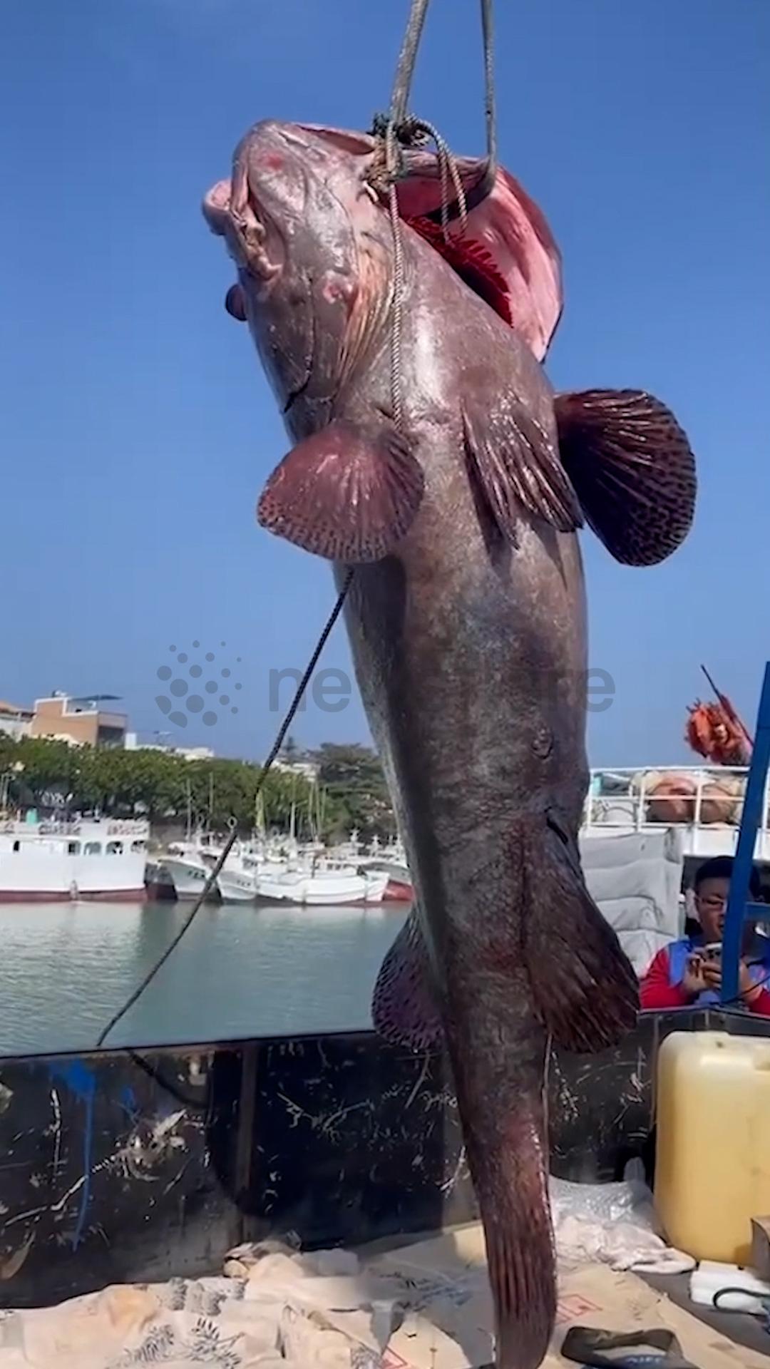 Mammoth Fish Grouper Fish 'could Be As Intelligent As Primates',