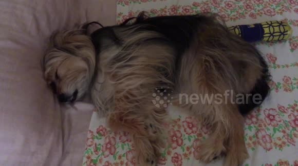 My cute Yorkie Sandy refuses to wake up (Ultra HD 4K) - Buy, Sell or ...