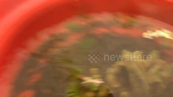 Lizard float on water field !! ( thằn lằn nổi trên mặt nước ) (animal ...