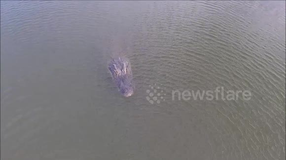 hovering 2 feet above 8ft backyard gator - Buy, Sell or Upload Video ...