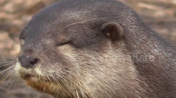 Otter attempts world record for blinking - Buy, Sell or Upload Video ...