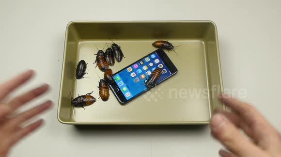 Casting Cockroaches + iPhone 7 Plus in Molten Aluminum! - Buy, Sell or ...