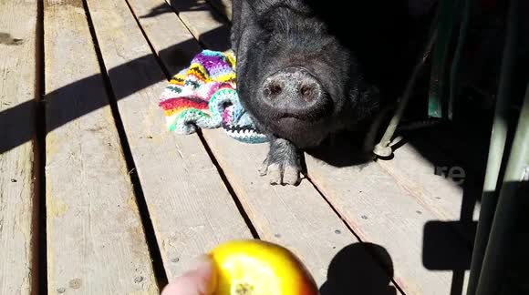 Fat Piggy Eats Apple - Buy, Sell or Upload Video Content with Newsflare