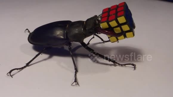 Just a stag beetle holding a Rubik's cube - Buy, Sell or Upload Video ...