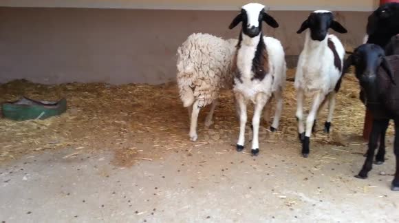 Five-legged sheep born in Algeria - Buy, Sell or Upload Video Content ...