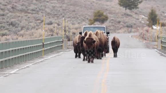 Bison block highway bridge - Buy, Sell or Upload Video Content with ...