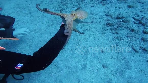 'Friendly' octopus won't let go of diver's hand - Buy, Sell or Upload ...