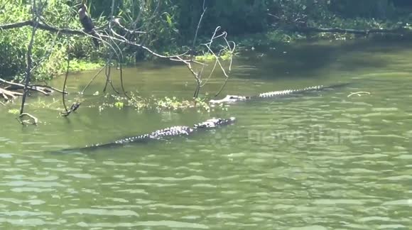Two alligators have a ferocious fight - Buy, Sell or Upload Video ...