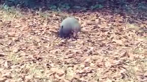 ARMADILLO DANCES TO BILLIE JEAN - Buy, Sell or Upload Video Content ...