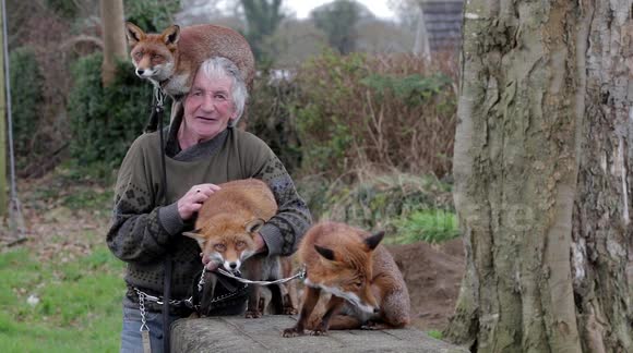 Irishman, Patsy Gibbons, and his three pet foxes - Buy, Sell or Upload ...