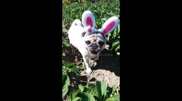 'Pugs Bunny' the Easter pug parades in garden - Buy, Sell or Upload ...