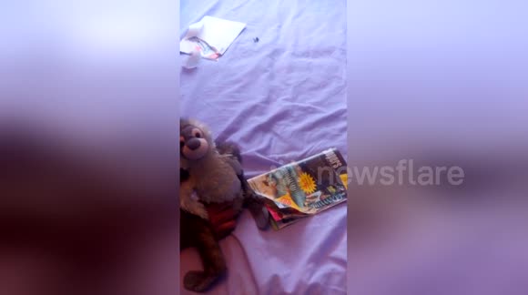 Newsflare Edit - Chippy the MONKEY ordering from a catalog . - Buy ...