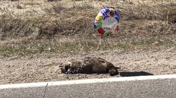 Dead raccoon spotted holding 'Get Well' balloon - Buy, Sell or Upload ...
