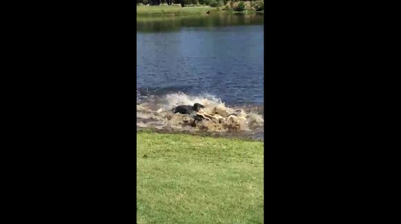 Gator fight in North Carolina - Buy, Sell or Upload Video Content with ...