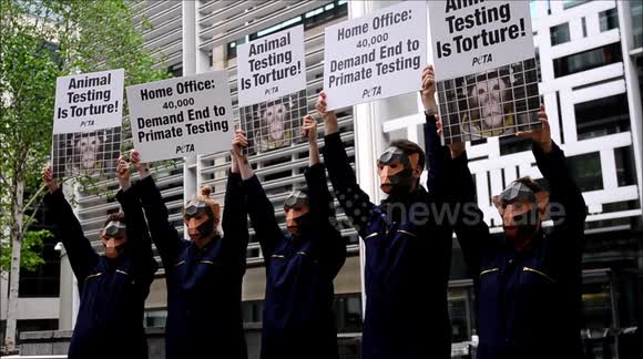 PETA,organise a petition, Monkey Pain threshold - Buy, Sell or Upload ...