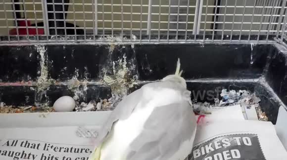 Cockatiel Phoebe Takes Back Her Dud Eggs - Buy, Sell or Upload Video ...