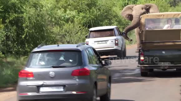 Bull elephant charges Range Rover in South Africa - Buy, Sell or Upload ...