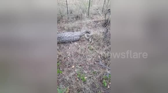 Man tries to catch huge python encountered in a farm in South Africa ...