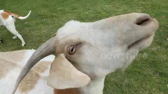 When Goats Attack Episode 2 - Buy, Sell or Upload Video Content with Newsflare