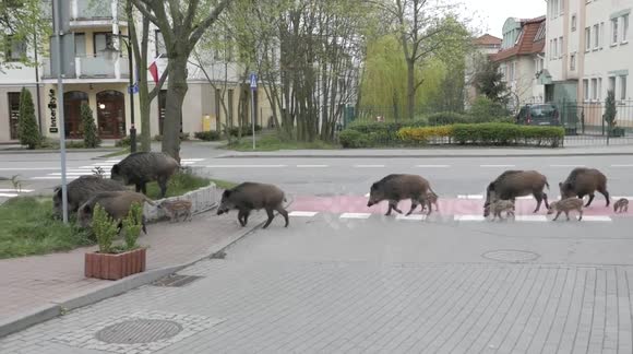 Family of wild boar in Polish city centre - Buy, Sell or Upload Video ...