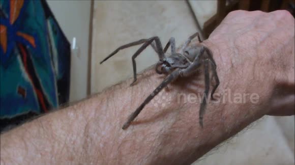 Massive spider crawls up man's arm! - Buy, Sell or Upload Video Content ...