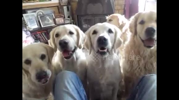 Dogs get together and pose for a group photo - Buy, Sell or Upload ...