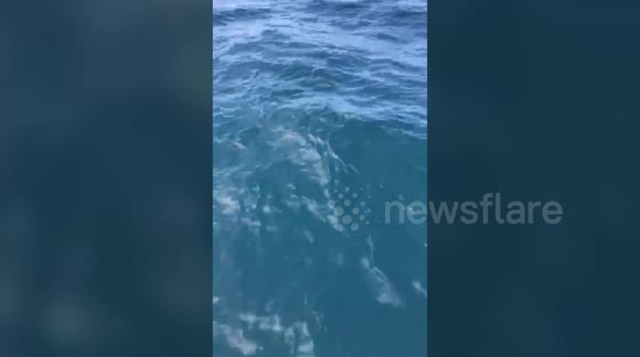 Fisherman's battle to catch seven foot long shark. - Buy, Sell or ...