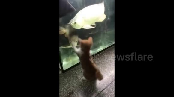 Cat tries to attack fish in aquarium - Buy, Sell or Upload Video ...