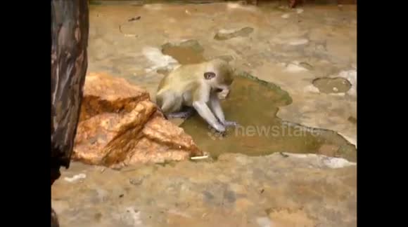 Rescued baby monkey loves investigating puddle - Buy, Sell or Upload ...