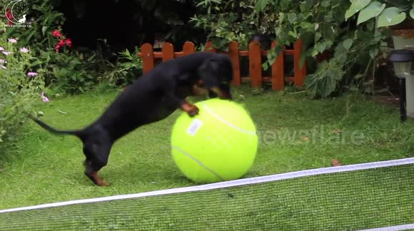Sausage dog plays with giant tennis ball to mark Wimbledon 2017 - Buy ...