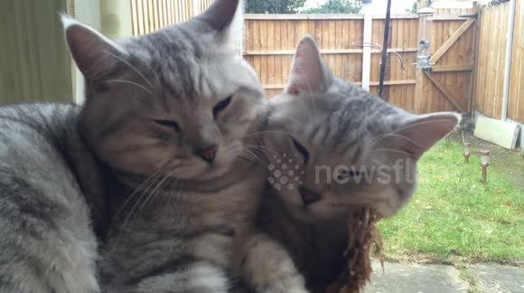 Is this really a two-headed cat? - Buy, Sell or Upload Video Content ...