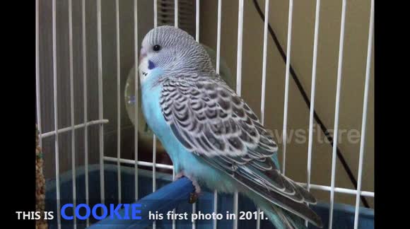 Making tiny Birthday cake for Budgie - Buy, Sell or Upload Video ...