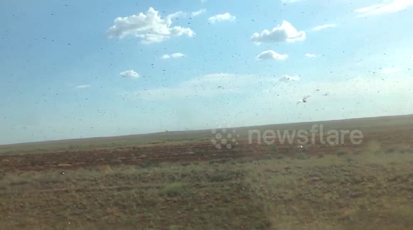 Swarm of locusts flies through Russian region - Buy, Sell or Upload ...