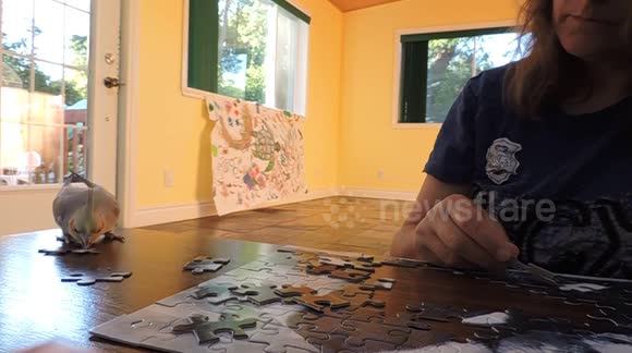 Cockatiel helps owner with puzzle - Buy, Sell or Upload Video Content ...