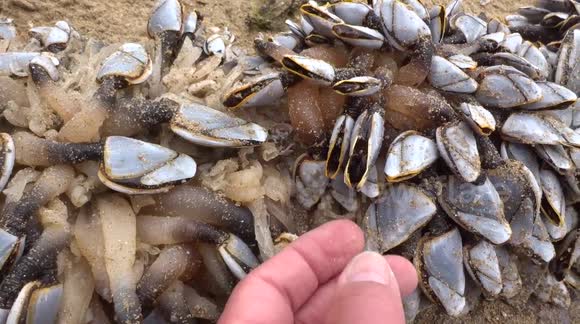 Beach-goer discovers weird shellfish in Newquay - Buy, Sell or Upload ...