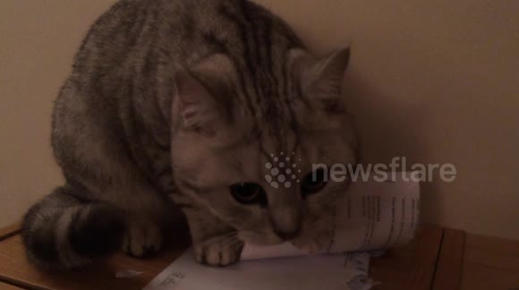 Cat ripping up letter from bank - Buy, Sell or Upload Video Content ...