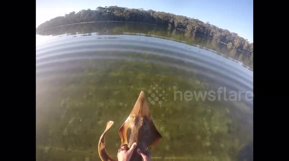 Australian man catches shark-like fish with his bare hands - Buy, Sell ...