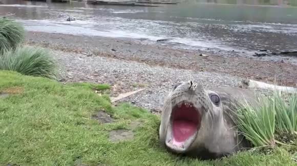 Screaming seal - Buy, Sell or Upload Video Content with Newsflare