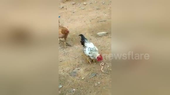 Rooster attacks and eats a cobra - Buy, Sell or Upload Video Content ...