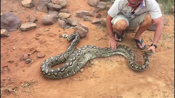 Python regurgitating a baby Black Impala - Buy, Sell or Upload Video ...