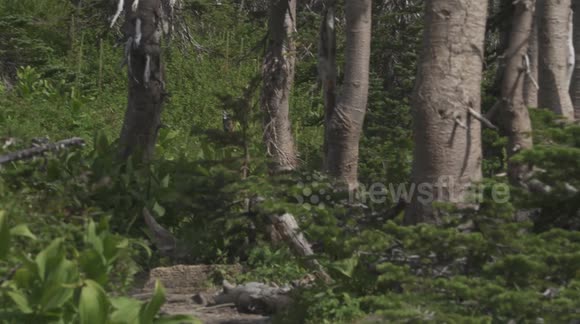 Close Grizzly Bear Encounter: Massive Brown Bear Emerges From Forest ...