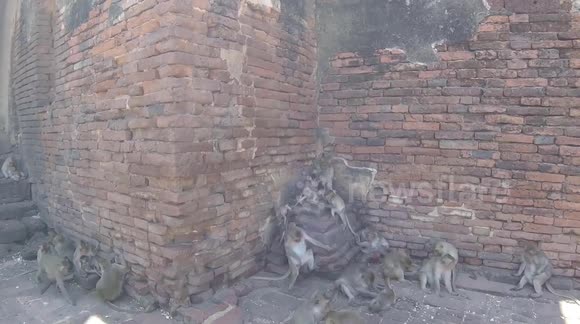 Baby Monkey Mating - Buy, Sell or Upload Video Content with Newsflare