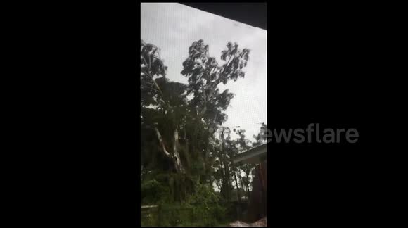 Hurricane Irma takes down 90ft tall tree - Buy, Sell or Upload Video ...