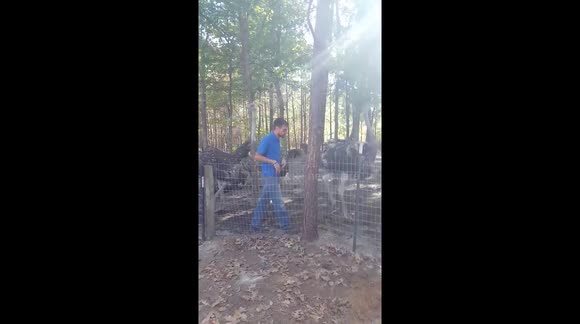 Ostrich slips in its poop - Buy, Sell or Upload Video Content with ...