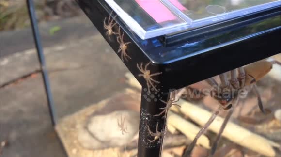 Hundreds of baby Huntsman spiderlings and their mum - Buy, Sell or ...