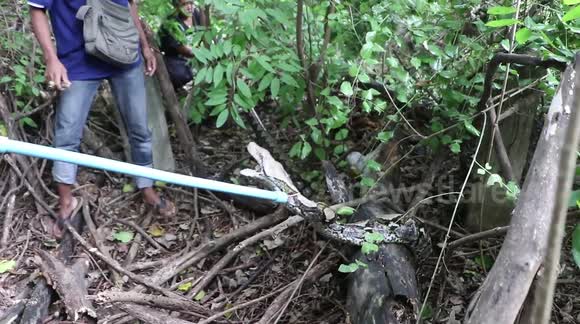 20ft long python tries to attack snake catchers after killing pet ...