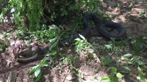 King Cobra kills python the slithers away after three hour battle - Buy ...