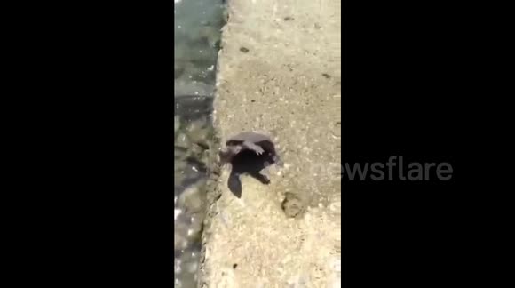 Turtle waves goodbye to onlookers - Buy, Sell or Upload Video Content ...