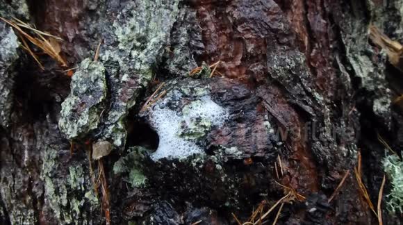 Trees that bubble/foam in the rain. - Buy, Sell or Upload Video Content ...
