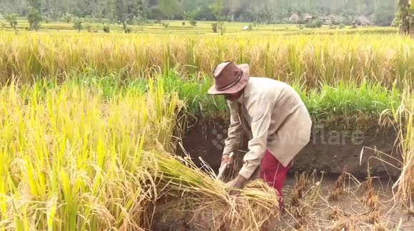 Balinese man cutting down rice next to Mount Agung after volcano erupts ...